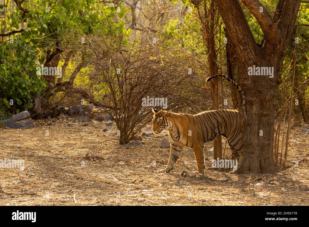 Amazing tiger in the nature habitat. Tiger pose during the golden light ...