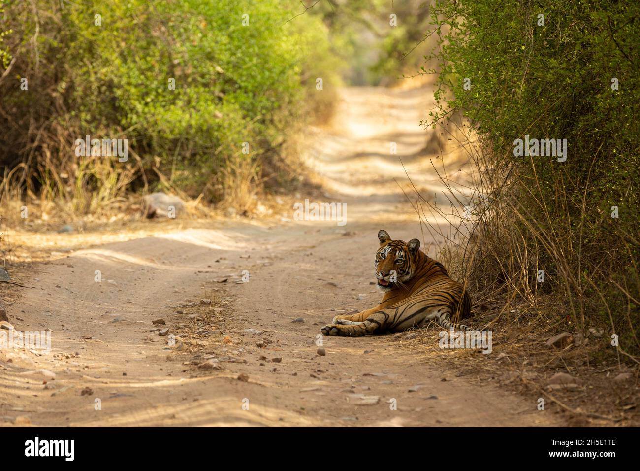 Amazing tiger in the nature habitat. Tiger pose during the golden light ...