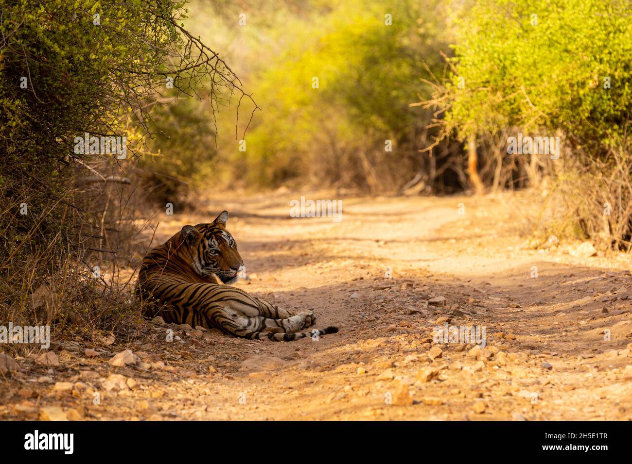 Amazing tiger in the nature habitat. Tiger pose during the golden light ...