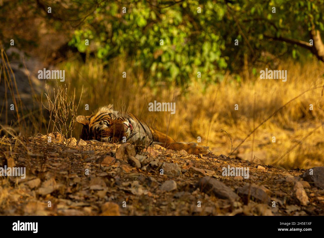 Amazing tiger in the nature habitat. Tiger pose during the golden light ...