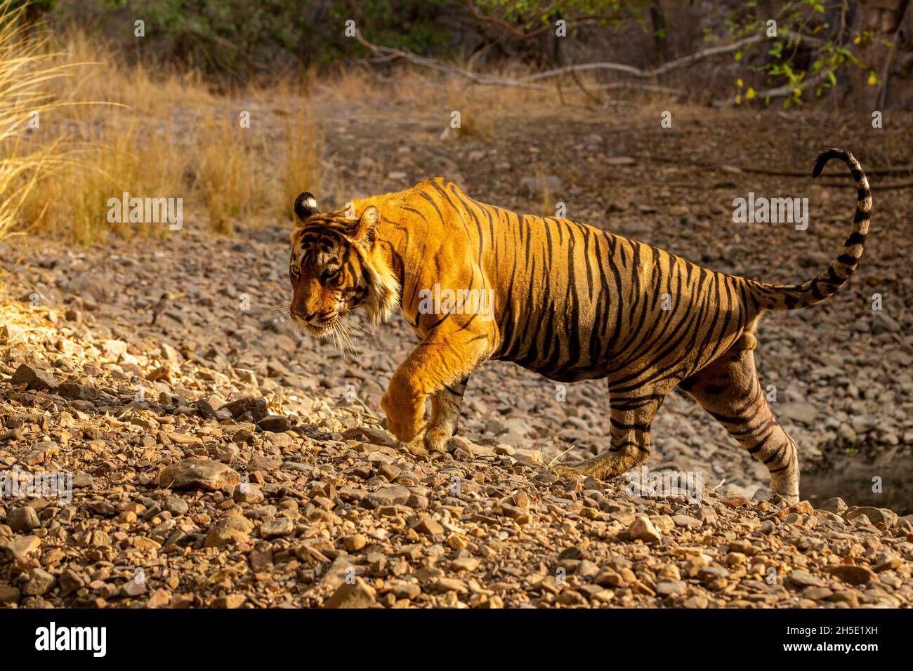 Amazing tiger in the nature habitat. Tiger pose during the golden light ...