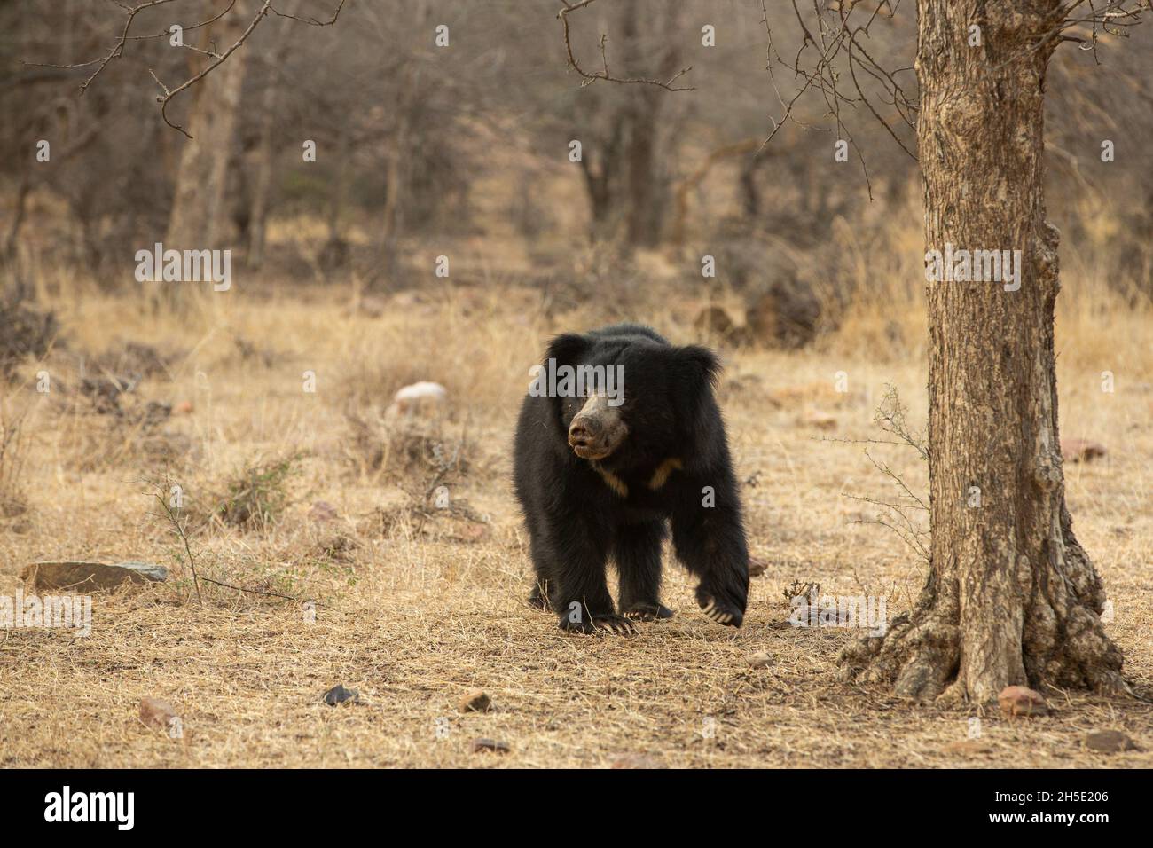 Beautiful and very rare sloth bear in the nature habitat in India Stock ...