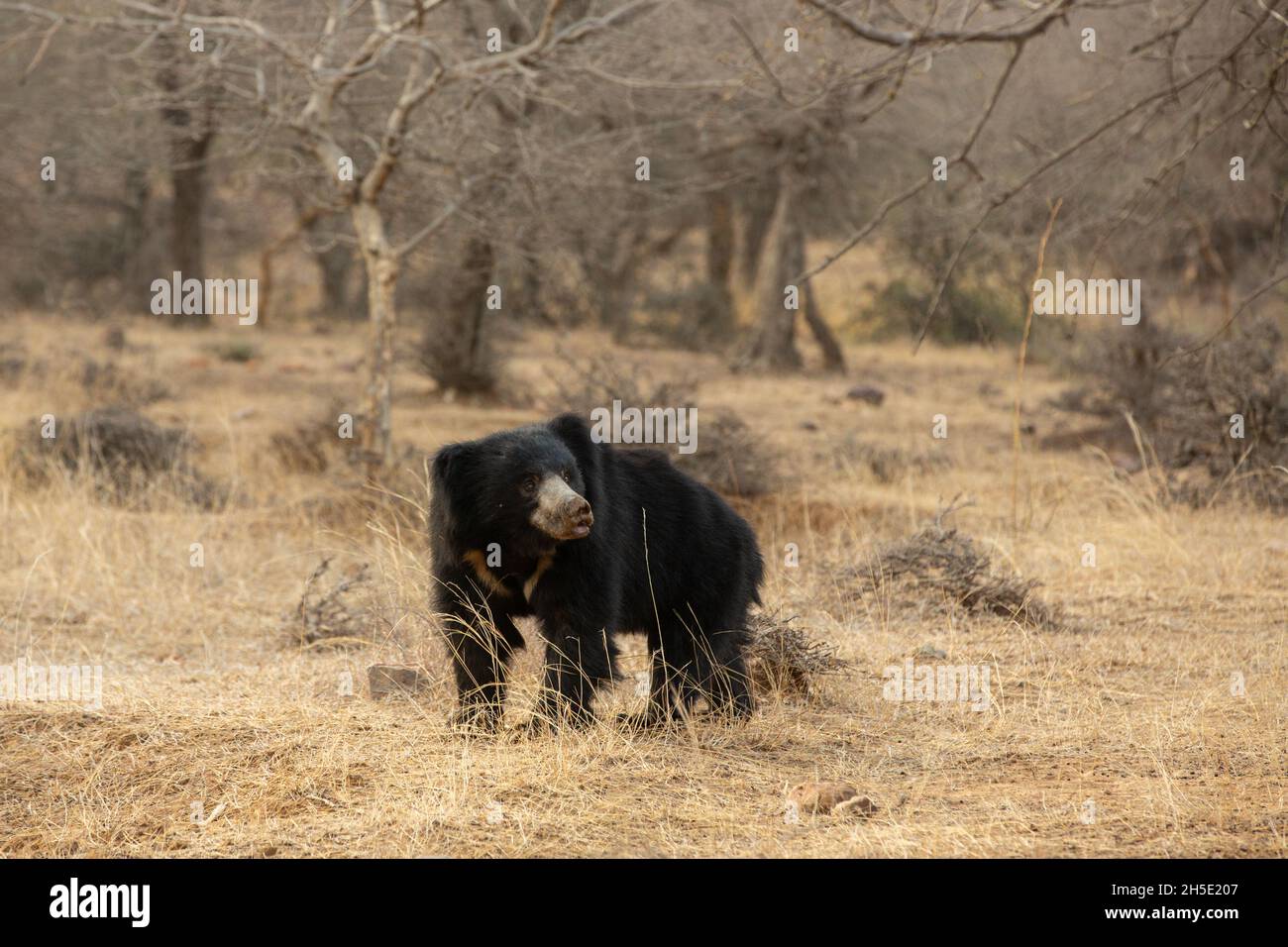 Beautiful and very rare sloth bear in the nature habitat in India Stock ...