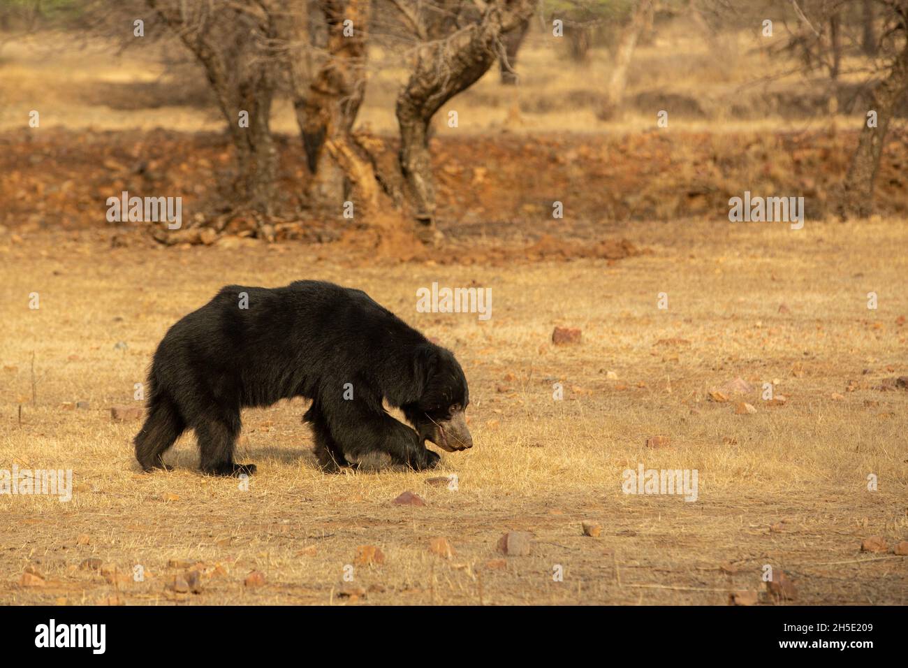 Beautiful and very rare sloth bear in the nature habitat in India Stock ...