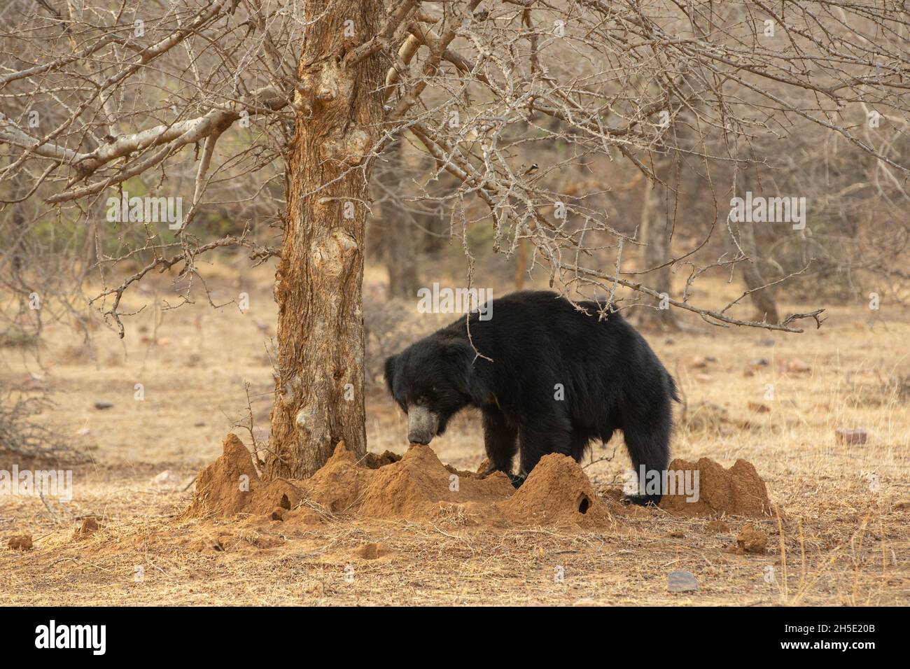 Beautiful and very rare sloth bear in the nature habitat in India Stock ...