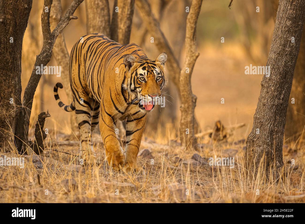 Amazing tiger in the nature habitat. Tiger pose during the golden light ...