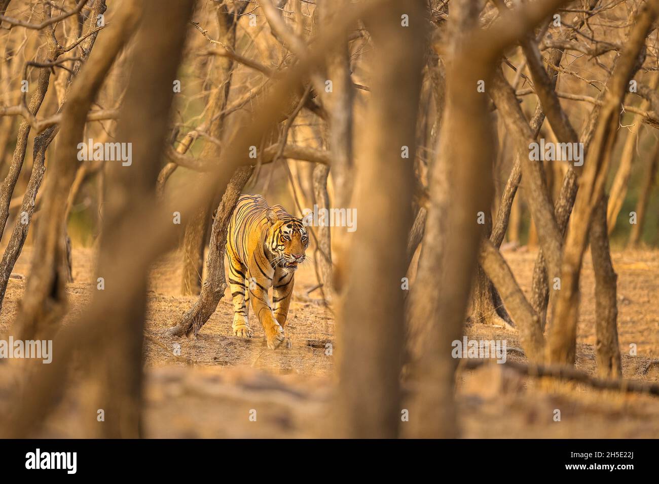 Amazing tiger in the nature habitat. Tiger pose during the golden light ...
