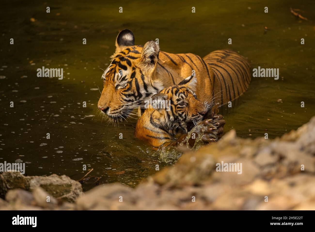Amazing tiger in the nature habitat. Tiger pose during the golden light ...