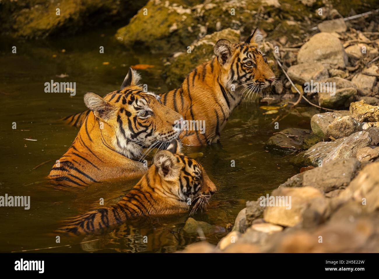 Amazing tiger in the nature habitat. Tiger pose during the golden light ...