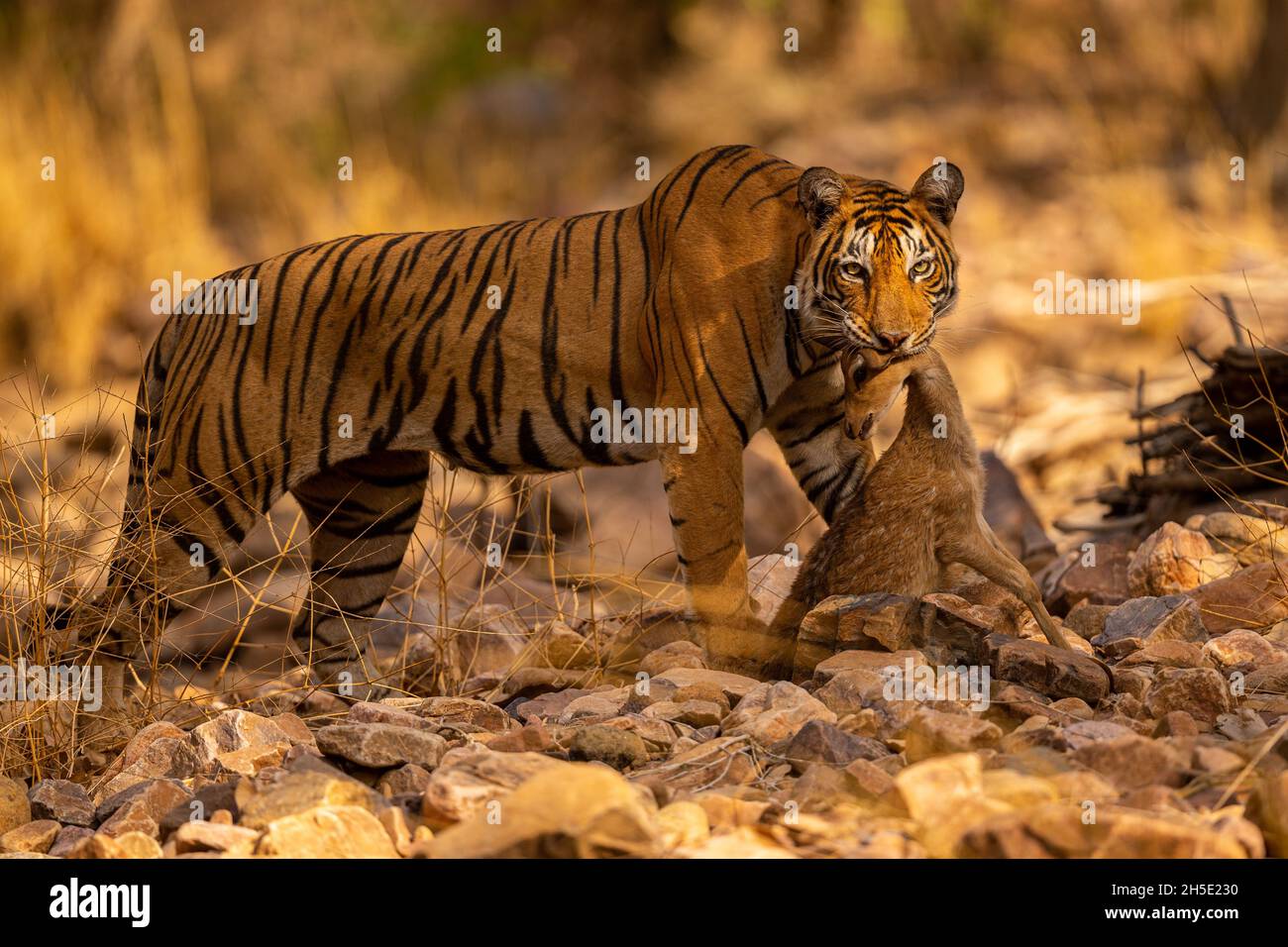 Amazing tiger in the nature habitat. Tiger pose during the golden light ...