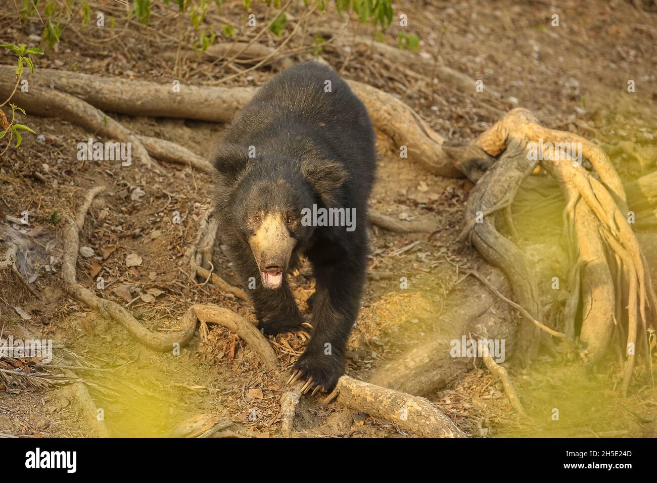 Beautiful and very rare sloth bear in the nature habitat in India Stock ...