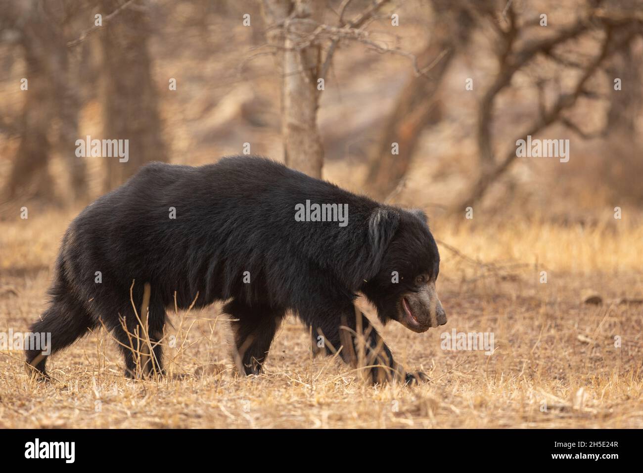 Beautiful and very rare sloth bear in the nature habitat in India Stock ...