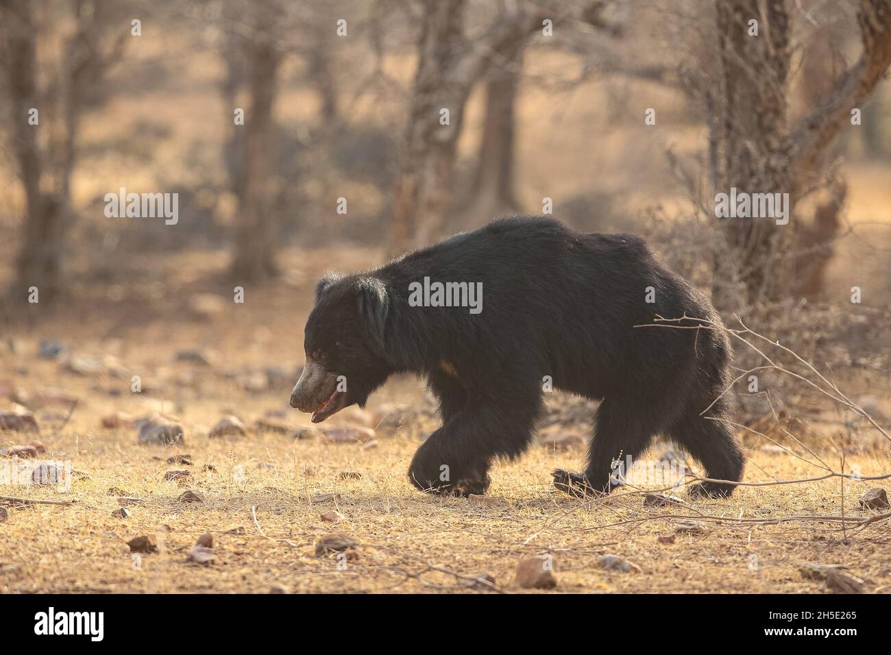 Beautiful and very rare sloth bear in the nature habitat in India Stock ...