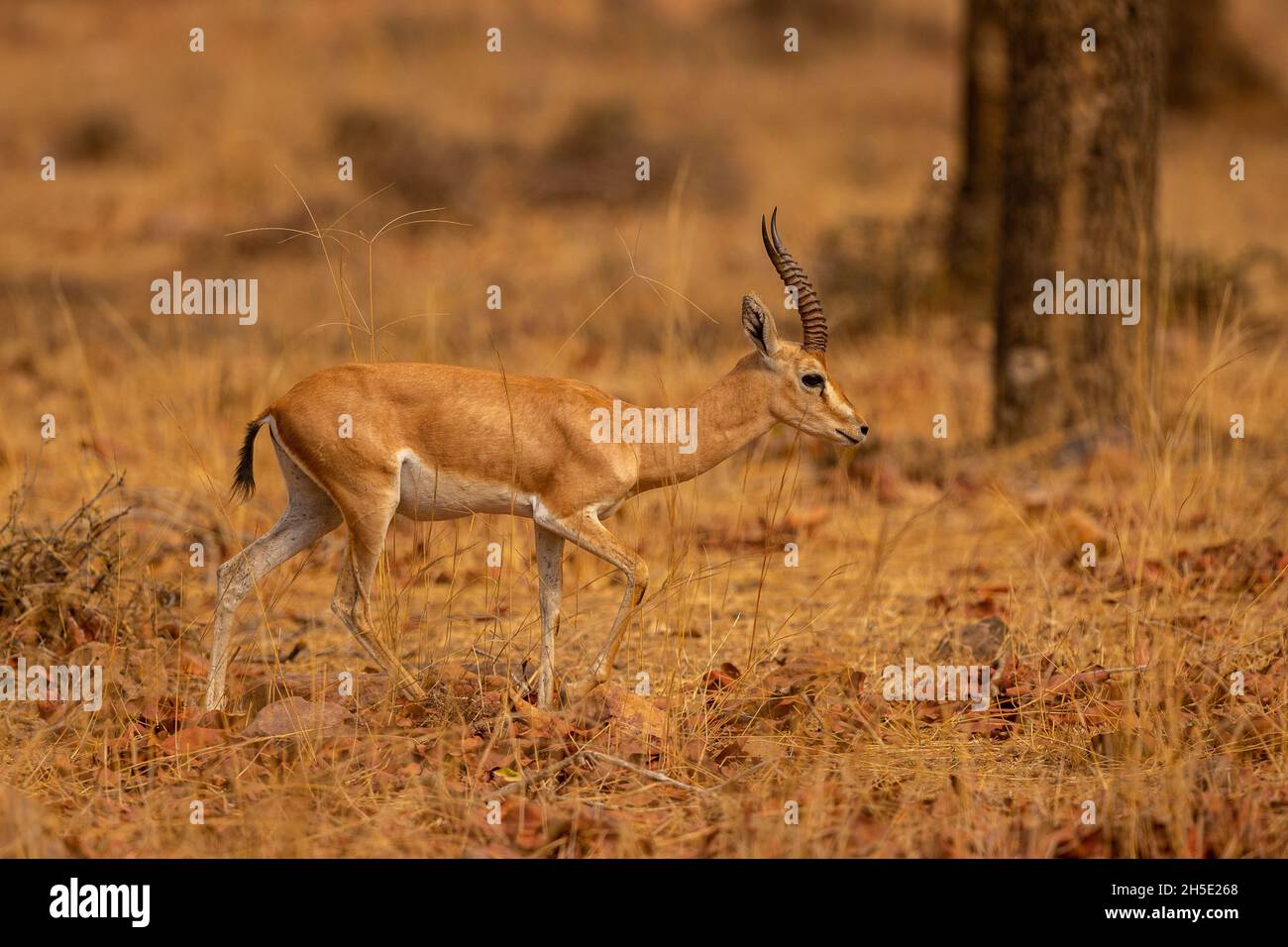 Indian gazell male in a beautiful place in india/wild animal in the ...