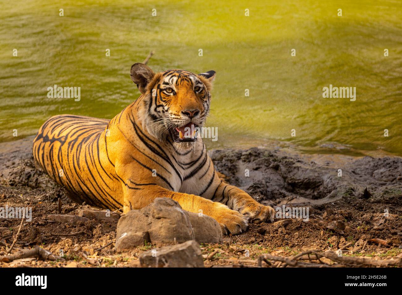 Amazing tiger in the nature habitat. Tiger pose during the golden light ...