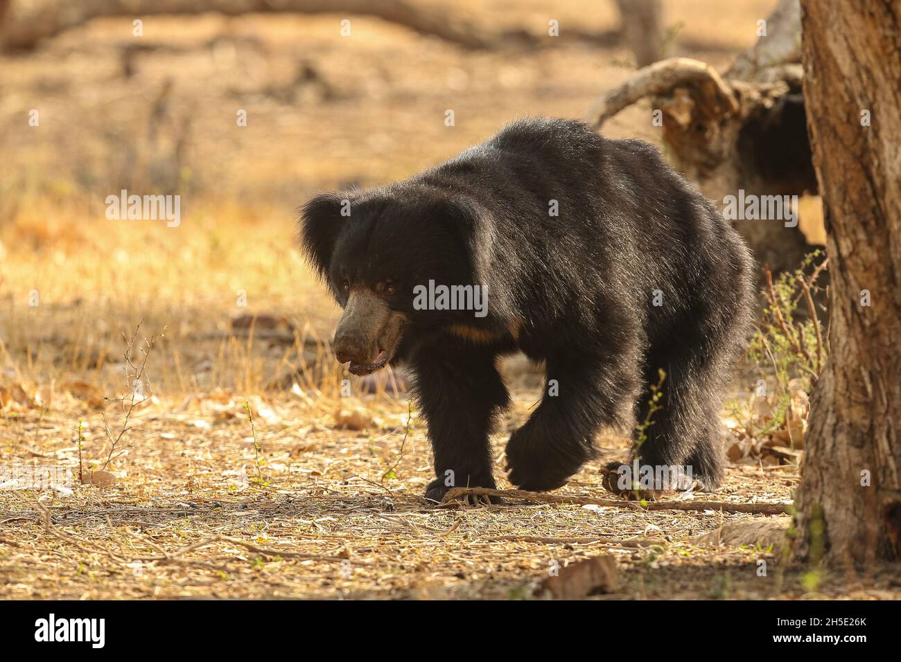 Beautiful and very rare sloth bear in the nature habitat in India Stock ...