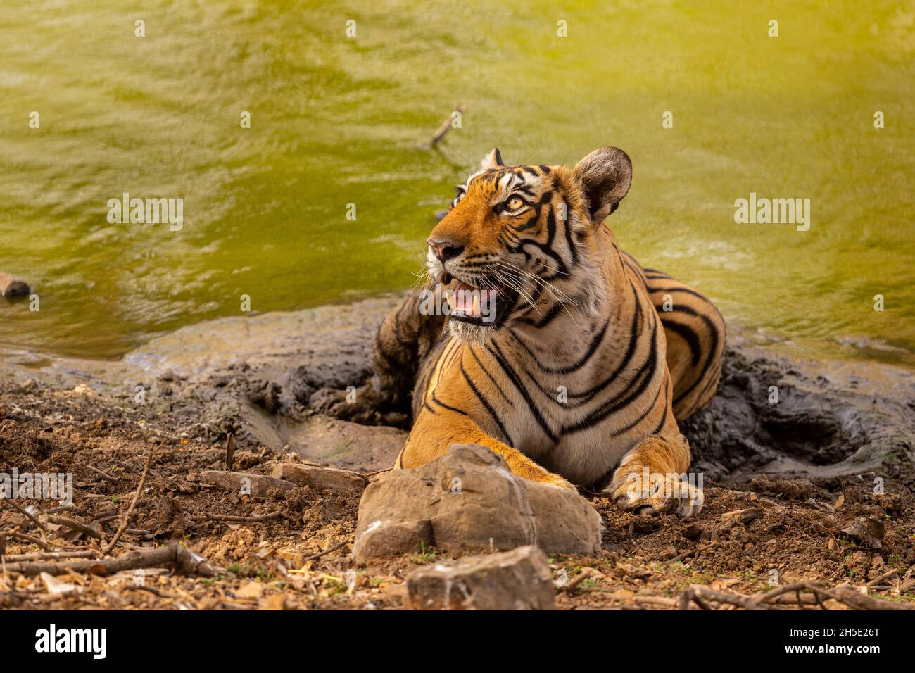 Amazing tiger in the nature habitat. Tiger pose during the golden light ...
