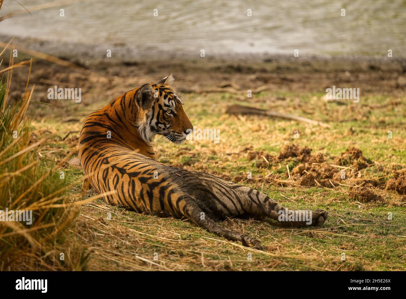 Amazing tiger in the nature habitat. Tiger pose during the golden light ...
