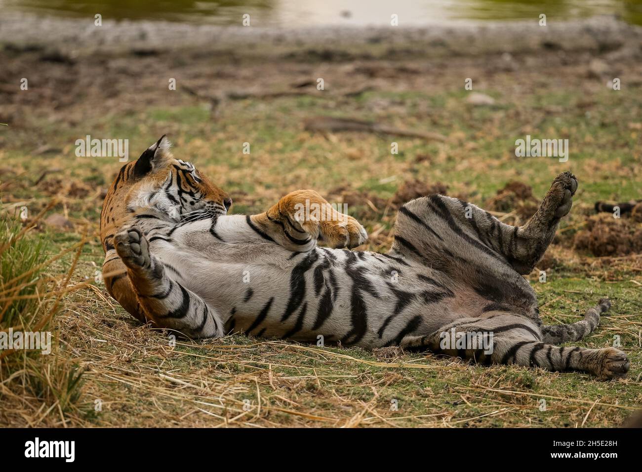 Amazing tiger in the nature habitat. Tiger pose during the golden light ...