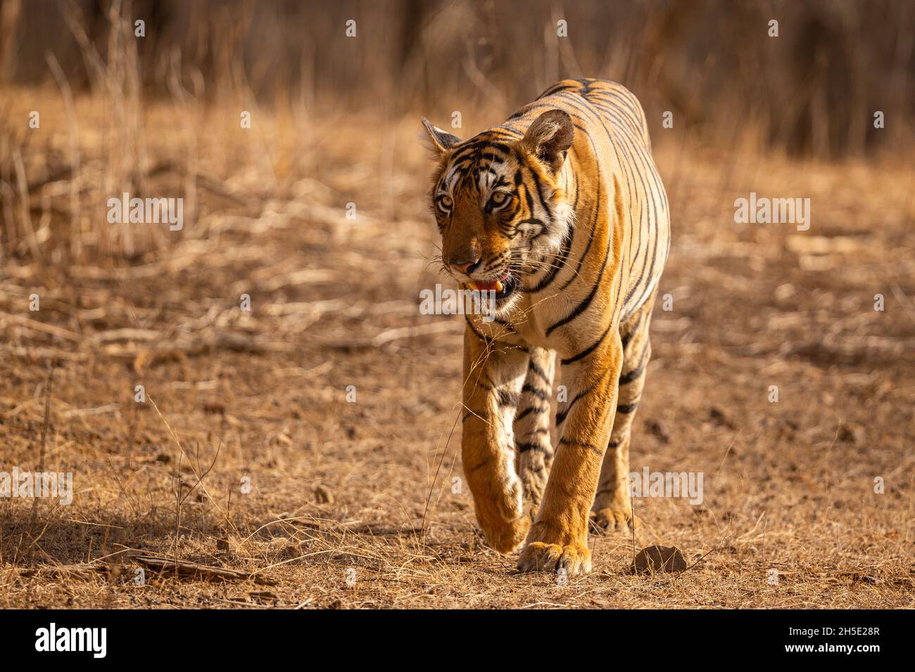 Amazing tiger in the nature habitat. Tiger pose during the golden light ...