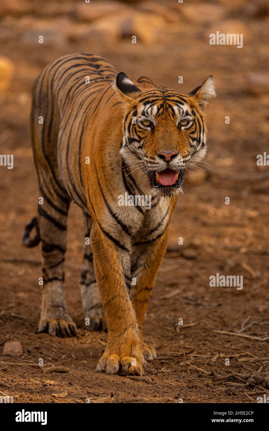 Amazing tiger in the nature habitat. Tiger pose during the golden light ...