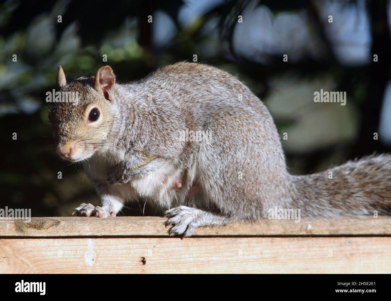 Grey Squirrel taken in a garden during covid 19 lockdown Stock Photo - Alamy