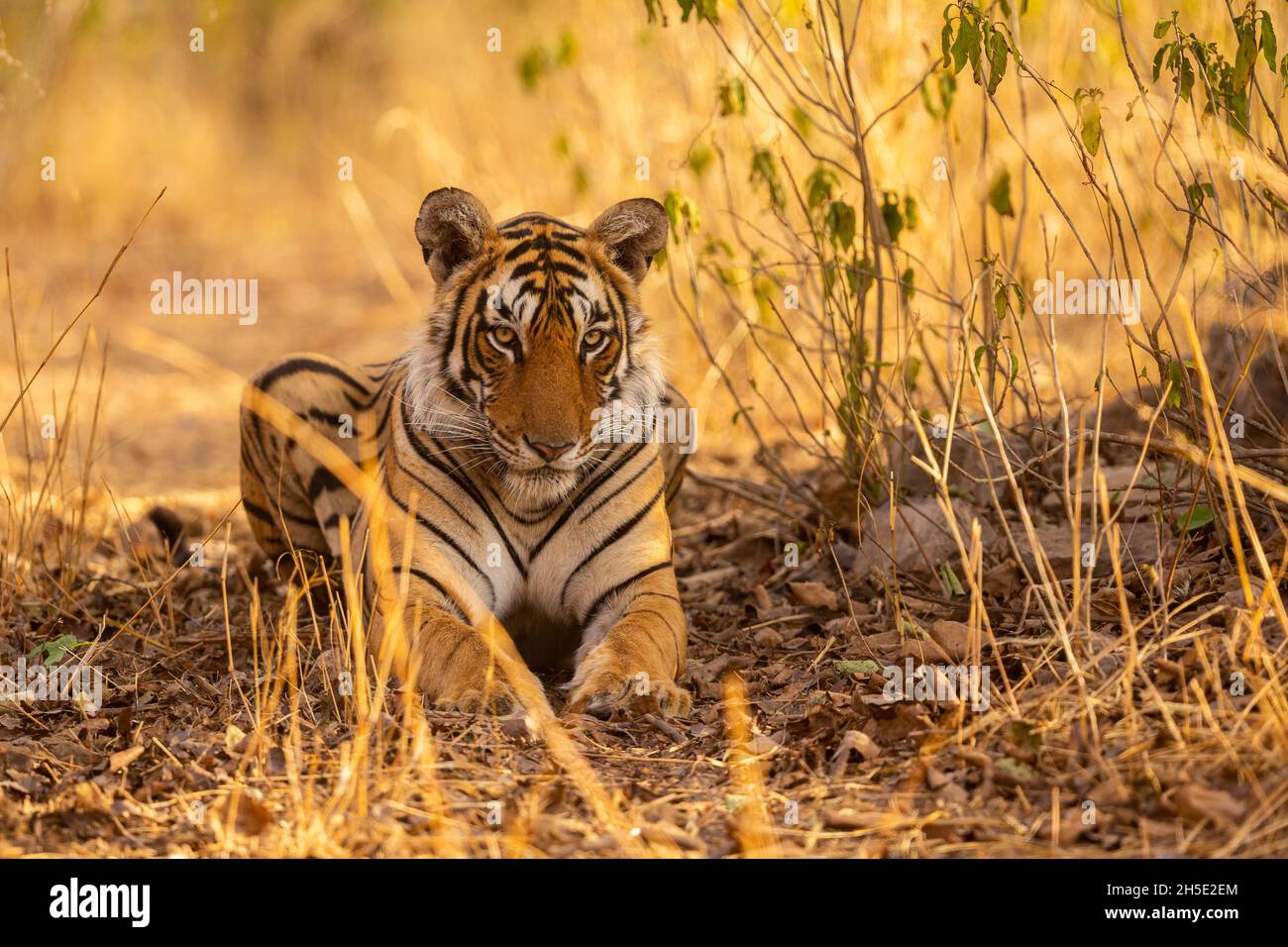 Amazing tiger in the nature habitat. Tiger pose during the golden light ...