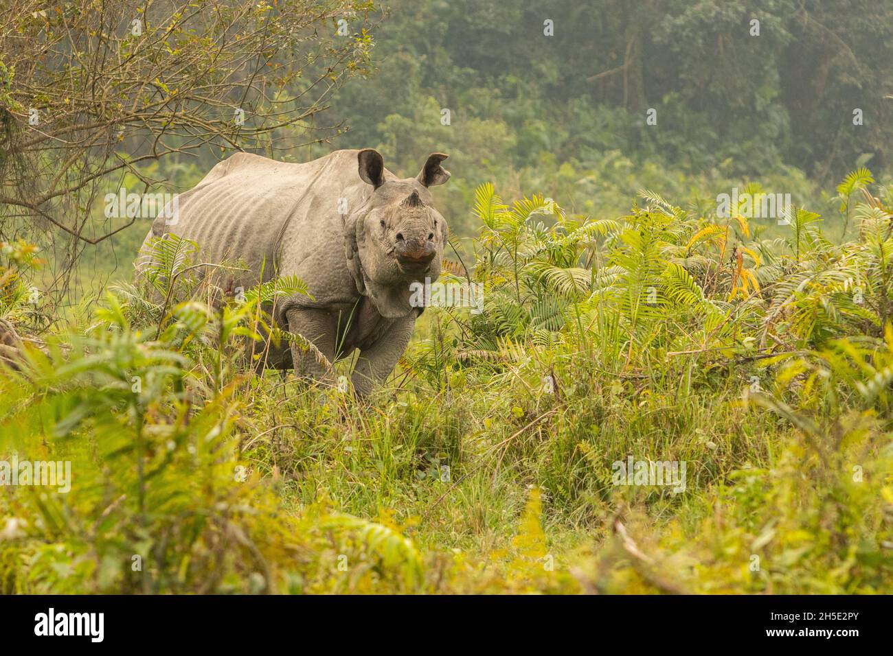 Really big endangered indian rhinoceros male in the nature habitat of ...