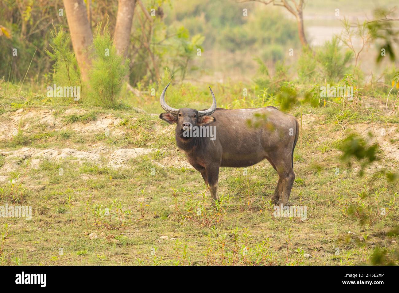 Big horned asian water buffalo hi-res stock photography and images - Alamy