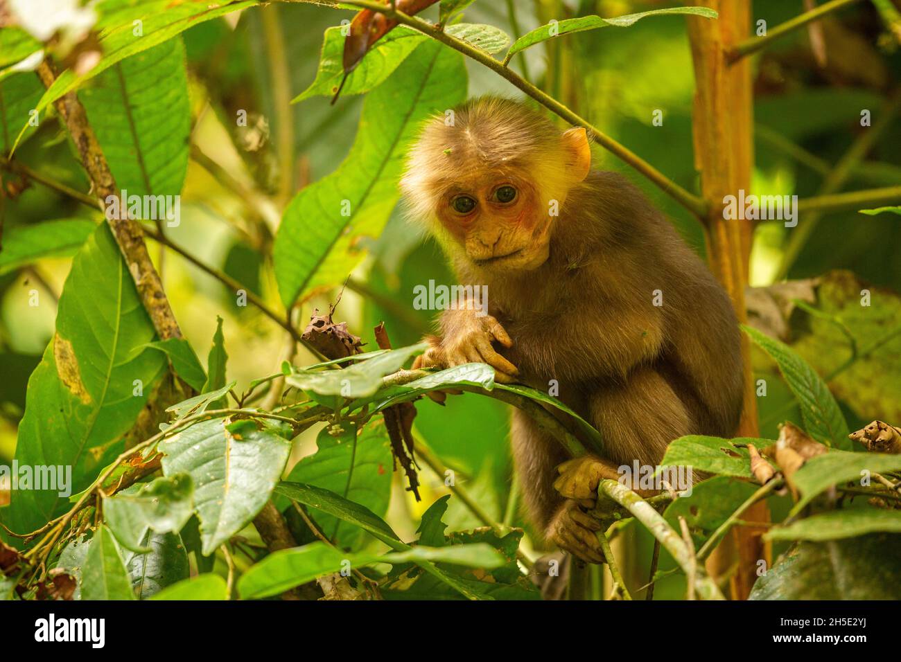 Stump-tailed macaque with a red face in green jungle/wild monkey in the ...