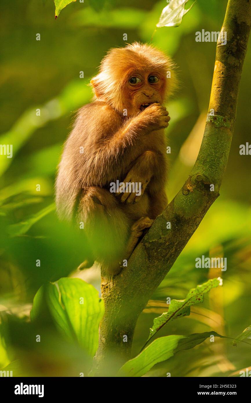 Stump-tailed macaque with a red face in green jungle/wild monkey in the ...