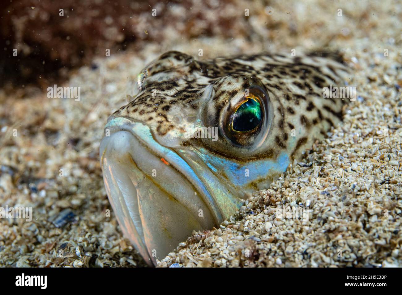 Trachinus draco hi-res stock photography and images - Alamy