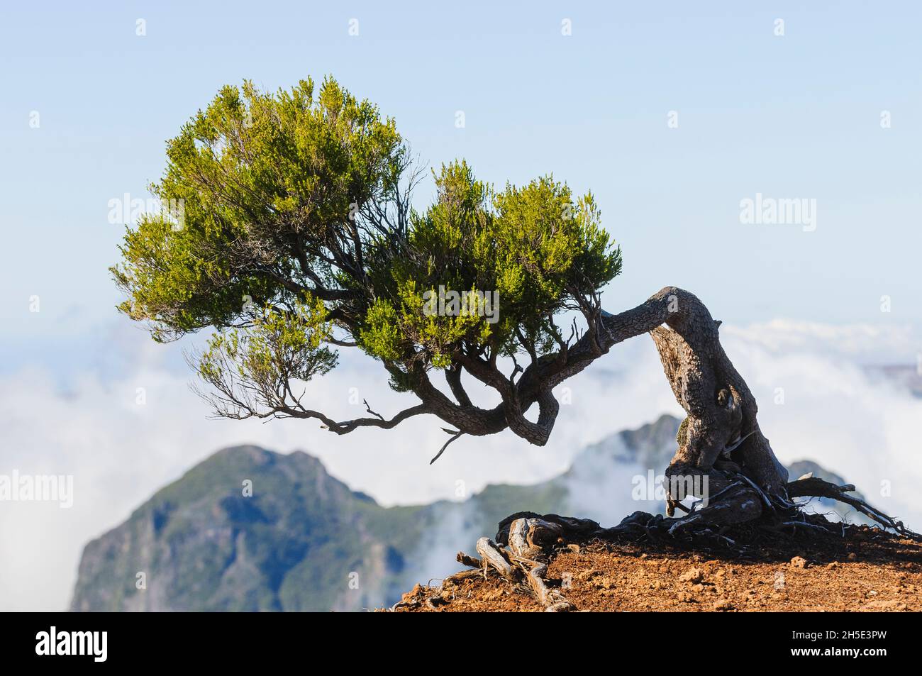 Curved tree hi-res stock photography and images - Alamy