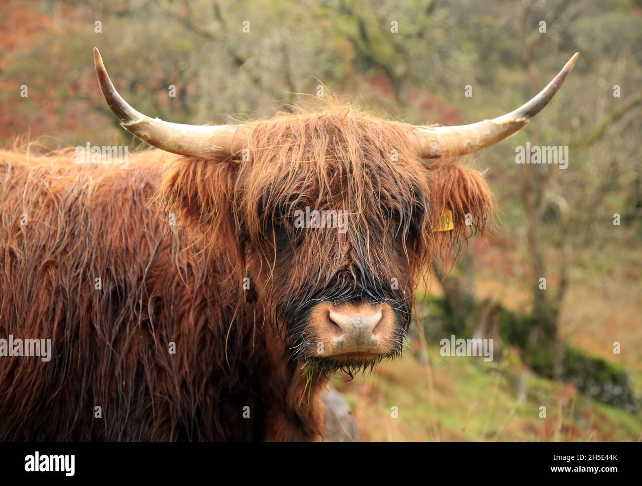 A Highland cow on the fells in the Lake district national park, Cumbria ...
