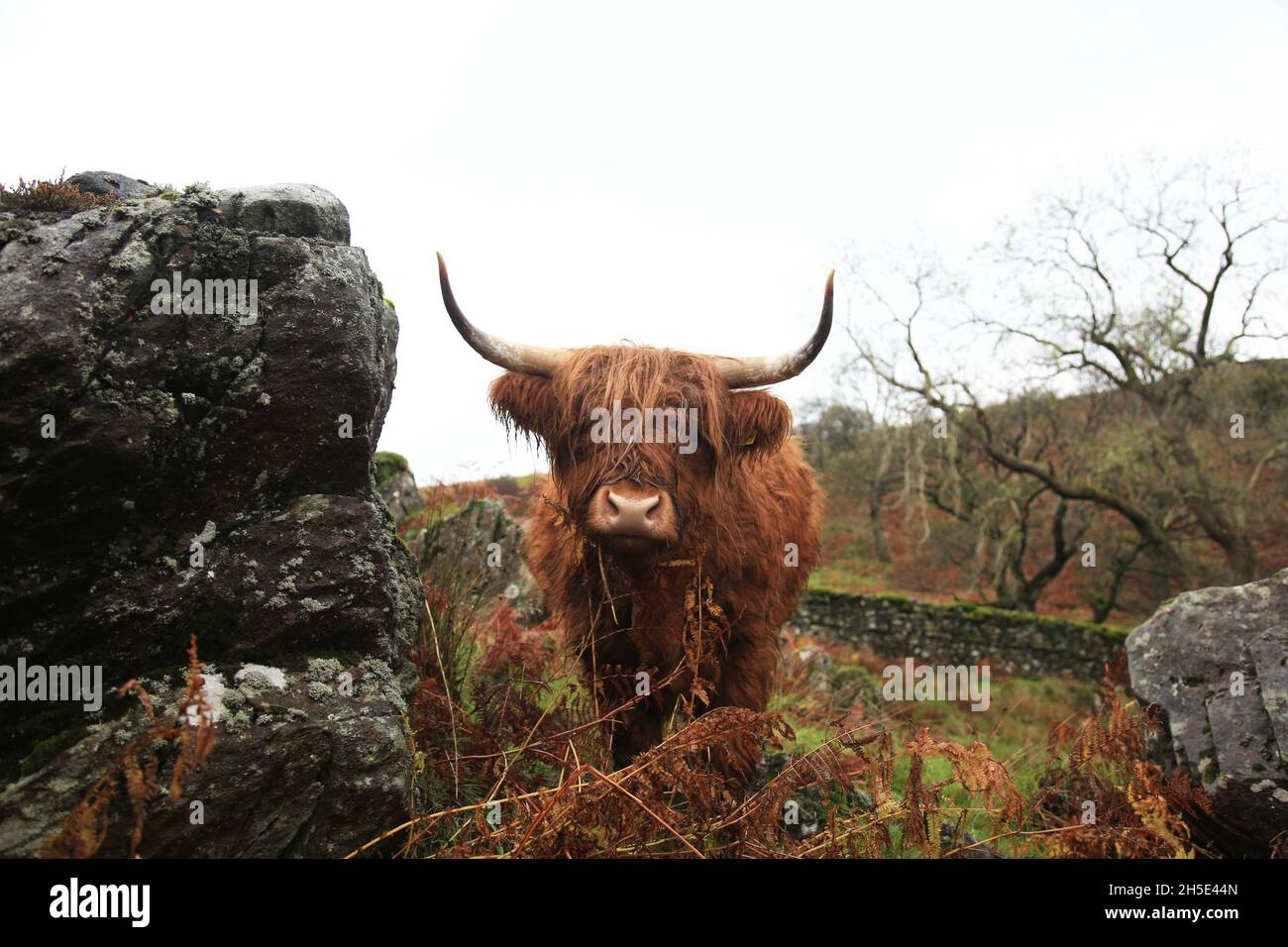 A Highland cow on the fells in the Lake district national park, Cumbria ...