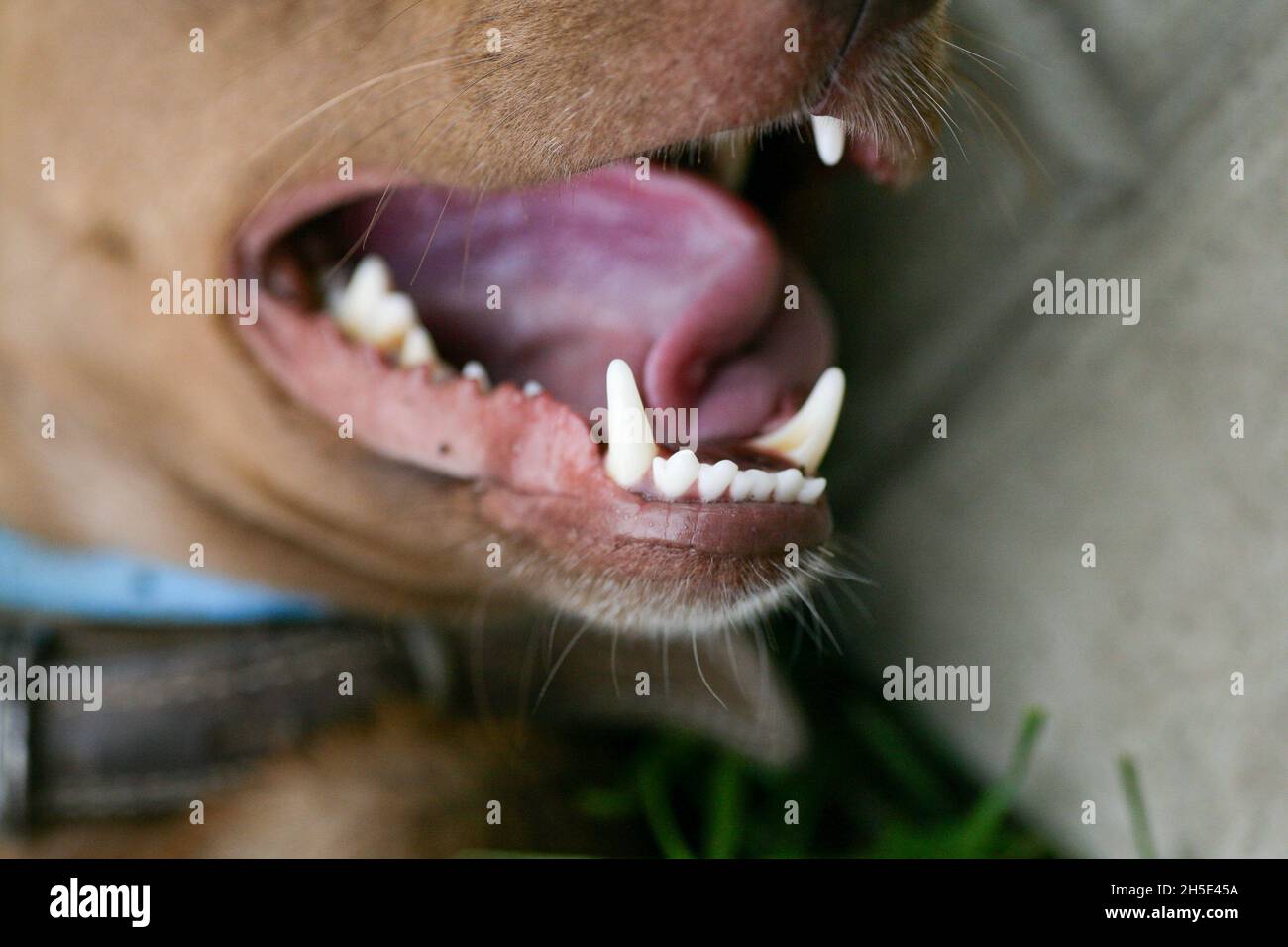 The mouth of a dog with sharp white teeth. Dog open mouth close-up. Dog ...