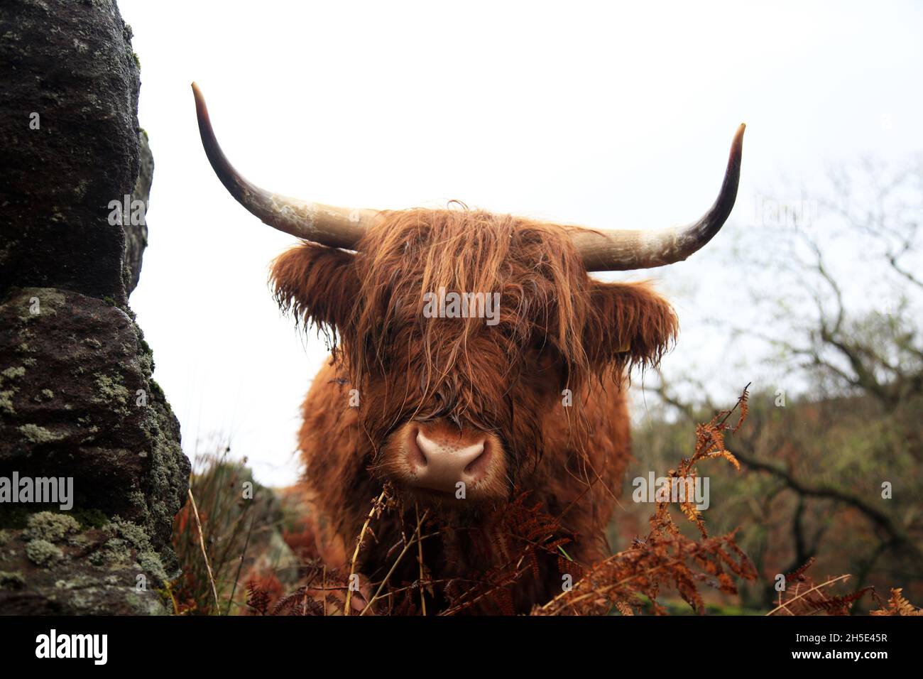 A Highland cow on the fells in the Lake district national park, Cumbria ...