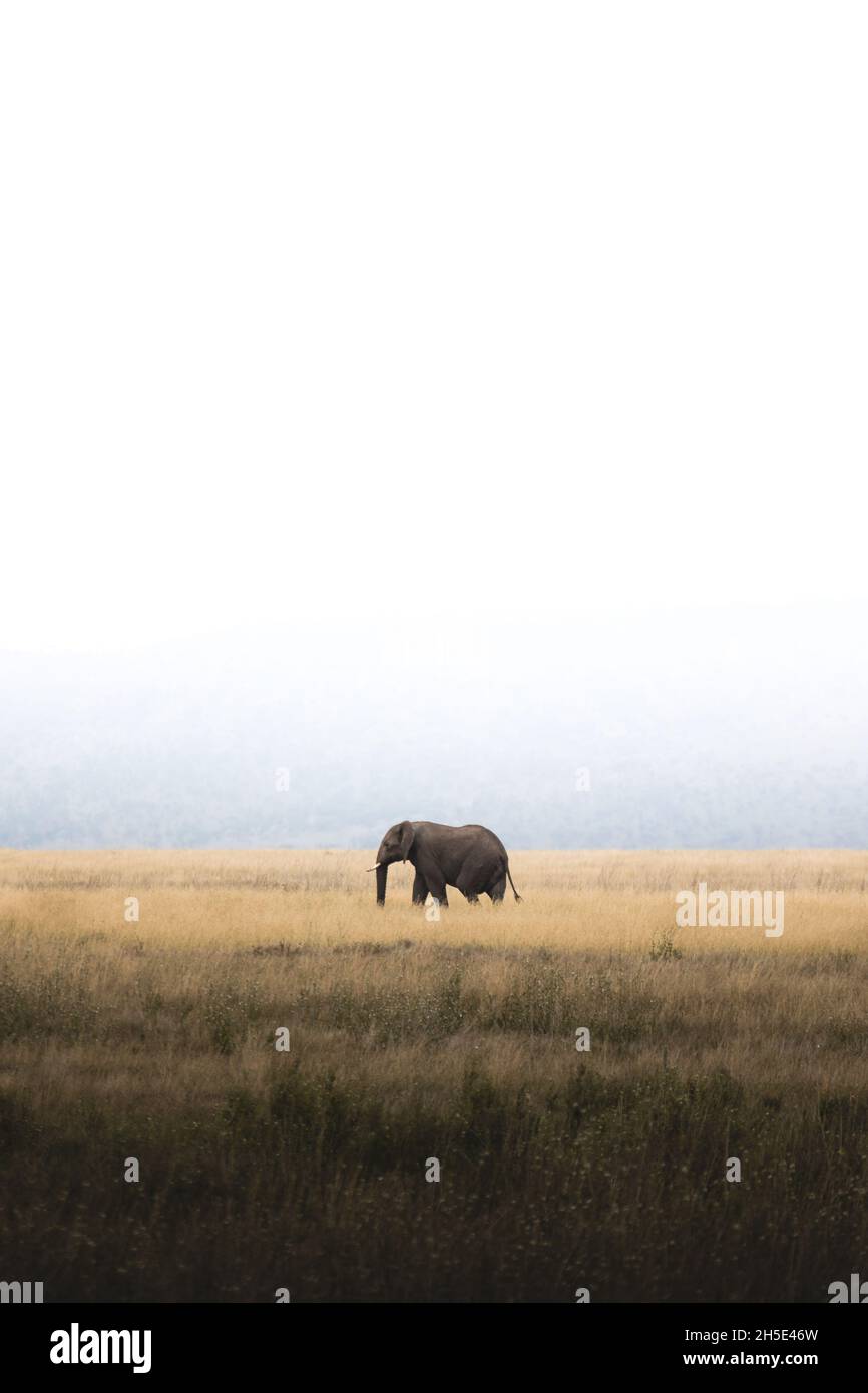 One single African Elephant walking in the distance Stock Photo - Alamy