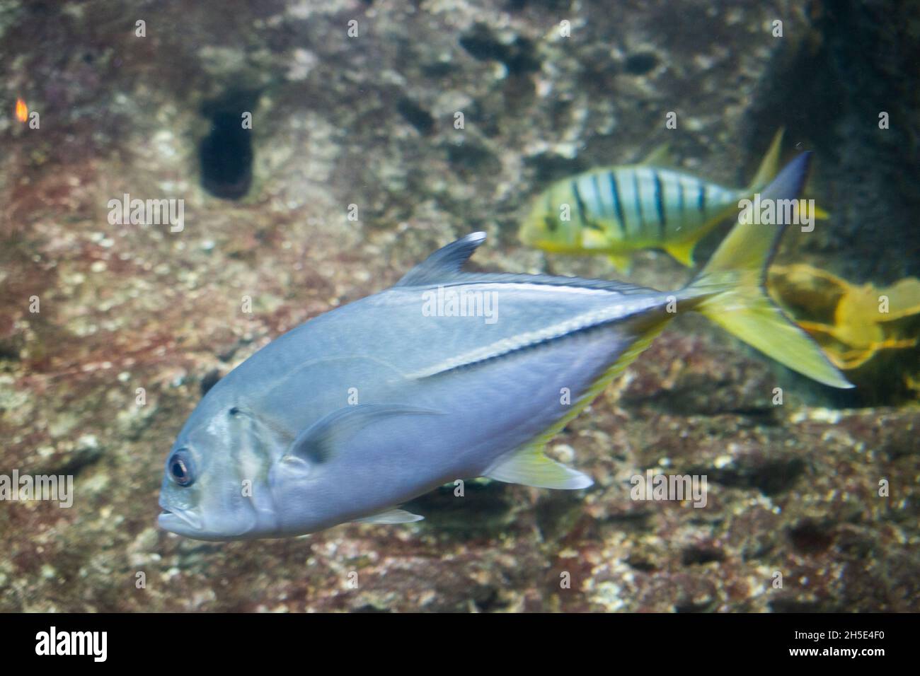 Beautiful fish at bottom of the aquarium, Oceanarium, business tourism ...