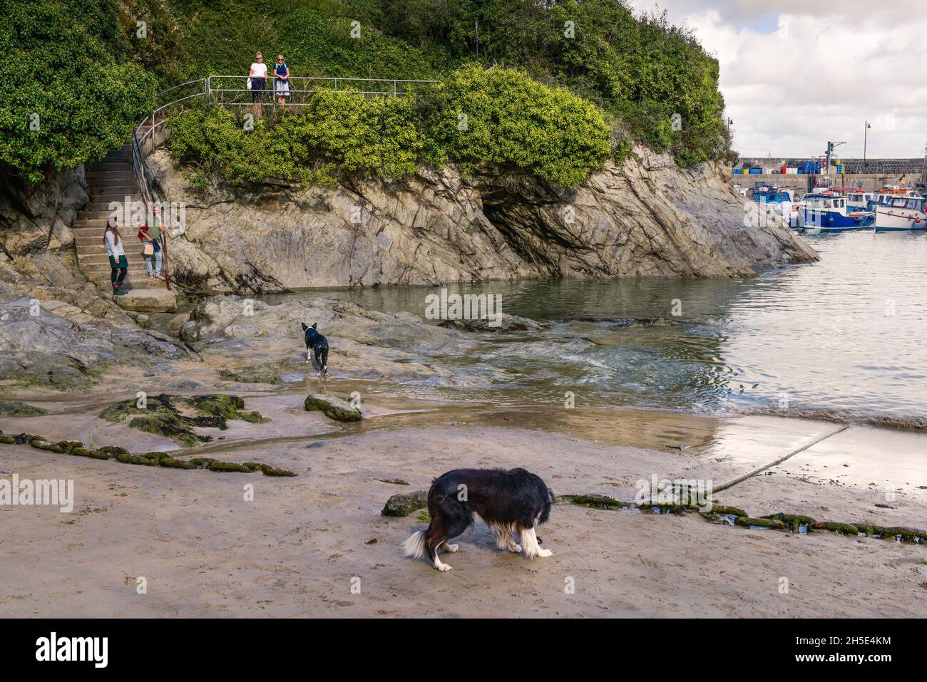 Working border collie hi-res stock photography and images - Alamy