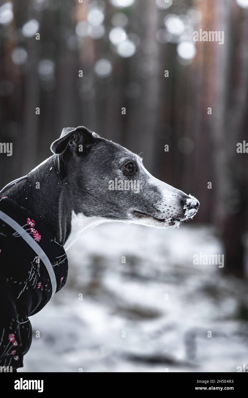 Cute whippet hi-res stock photography and images - Alamy