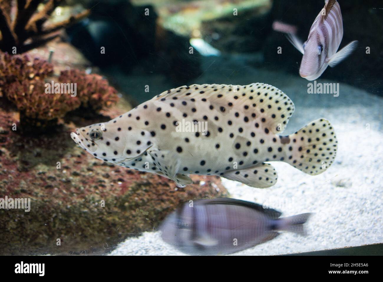 Beautiful fish at bottom of the aquarium, Oceanarium, business tourism ...
