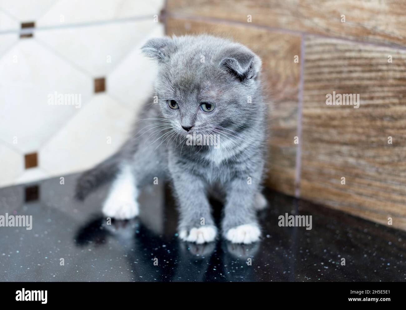 scottish kitten on the countertop theme domestic cats and kittens Stock ...