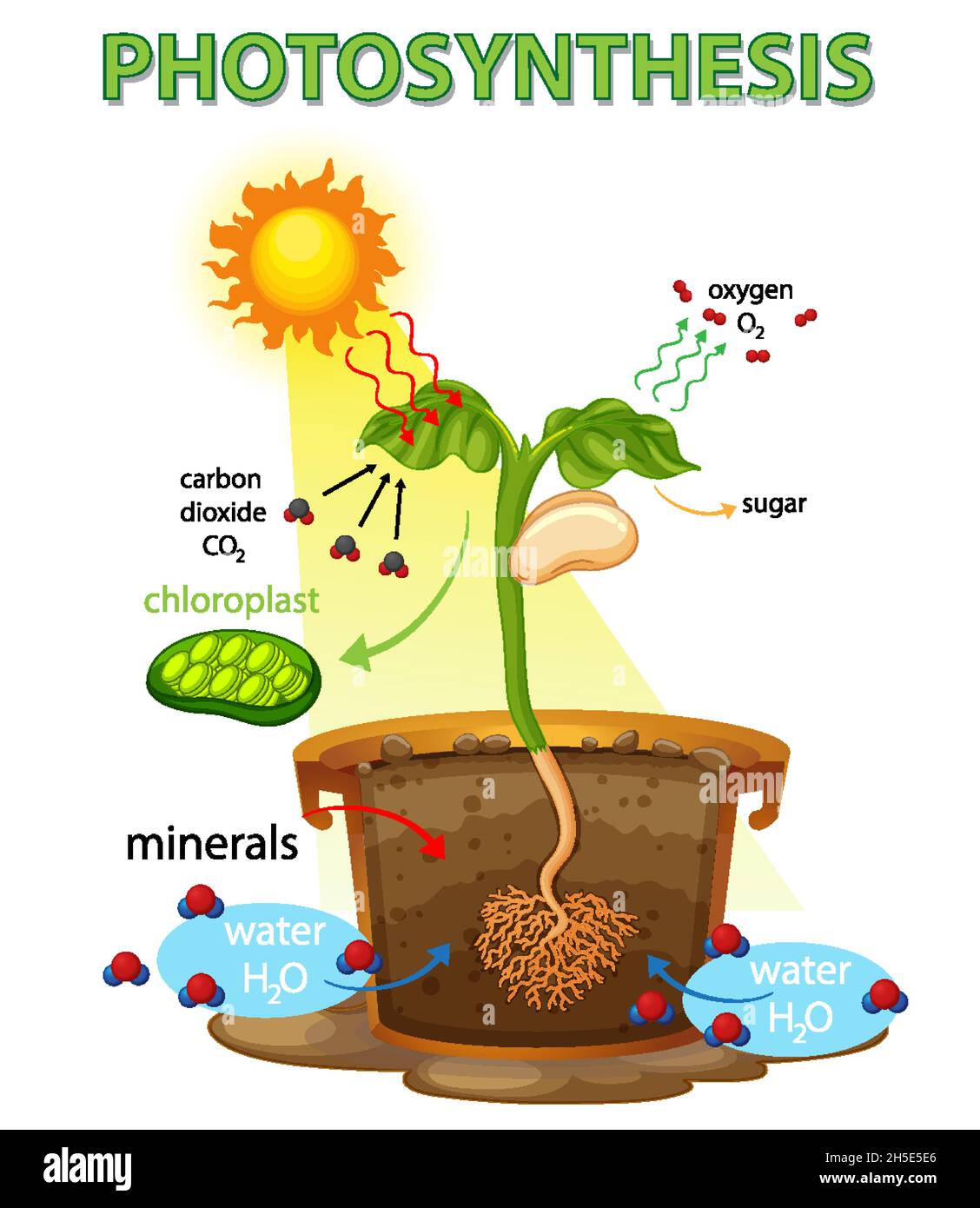 Photosynthese Clipart