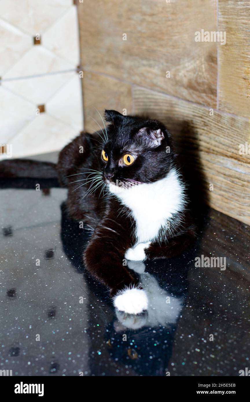 scottish bicolor dark cat on the kitchen countertop, theme domestic ...