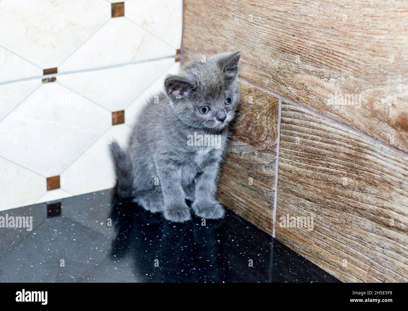 Blue Scottish kitten on the countertop, the theme of domestic cats and ...