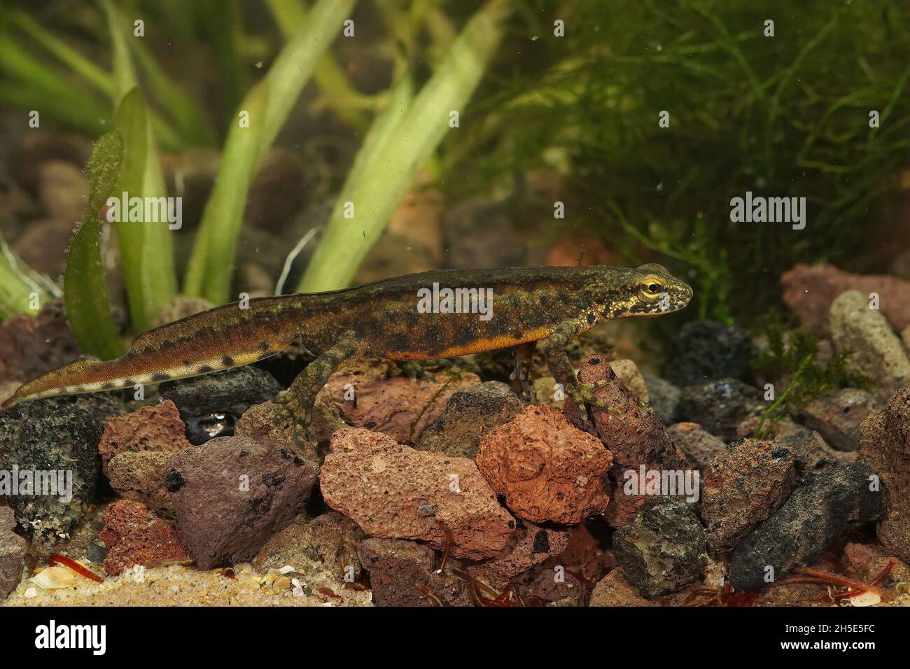 Lissotriton montandoni carpathian newt hi-res stock photography and ...