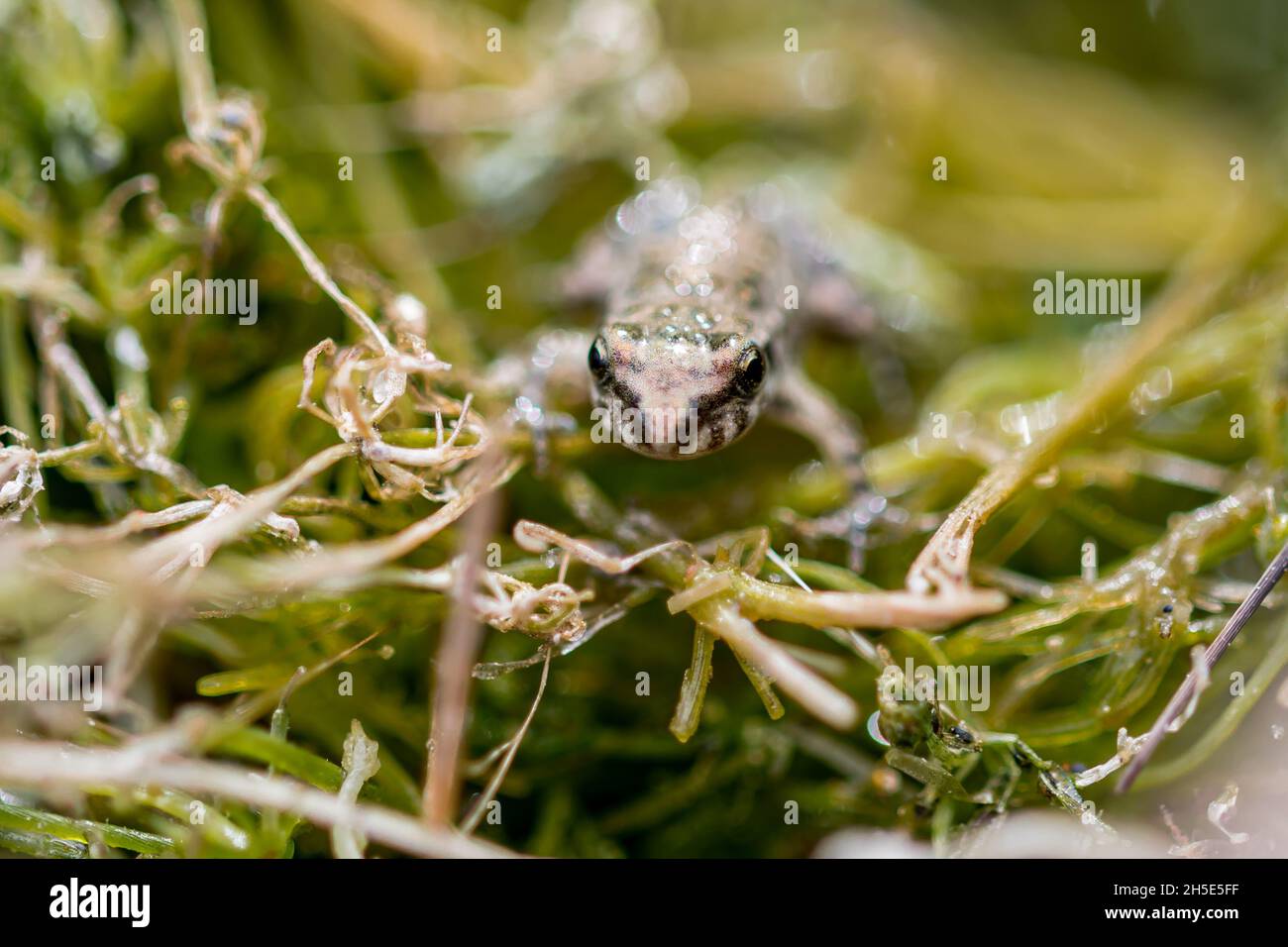 A tiny baby frog or froglet, Painted Frog, Discoglossus pictus, resting ...