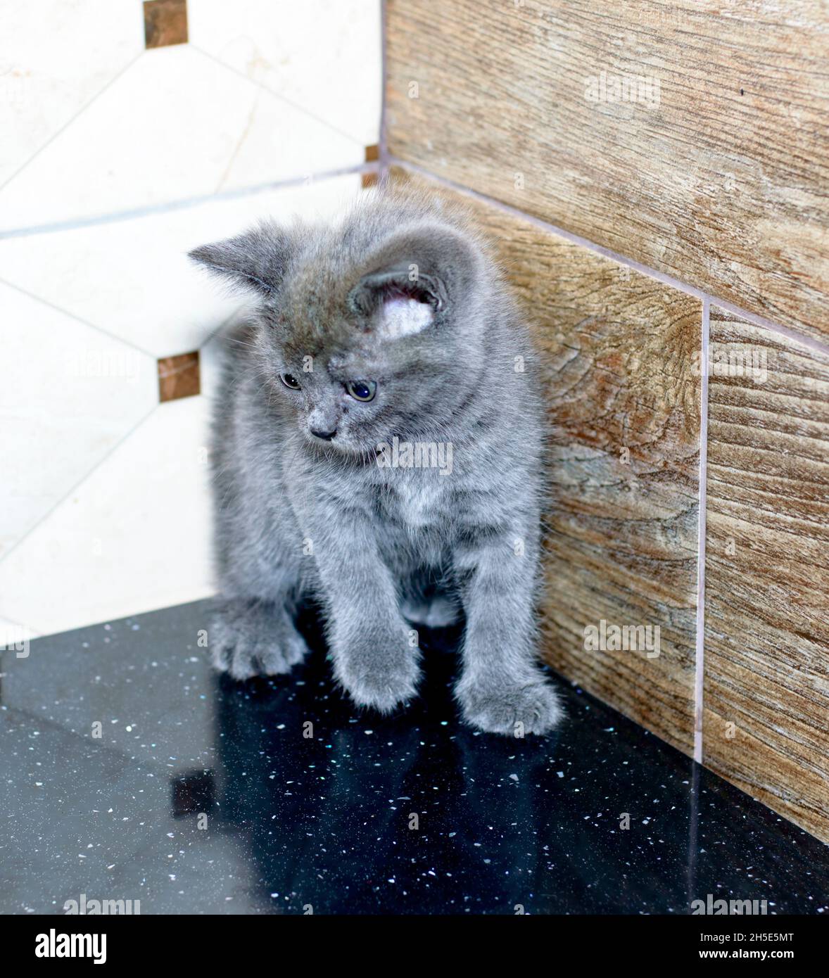 Blue Scottish kitten on the kitchen countertop, the theme of domestic ...