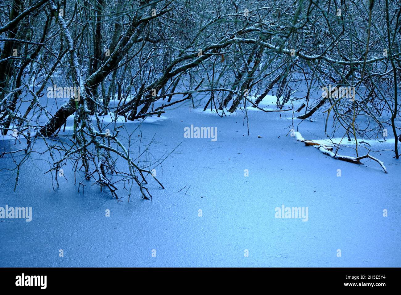 A black and white photograph of willow trees standing in a thick layer ...